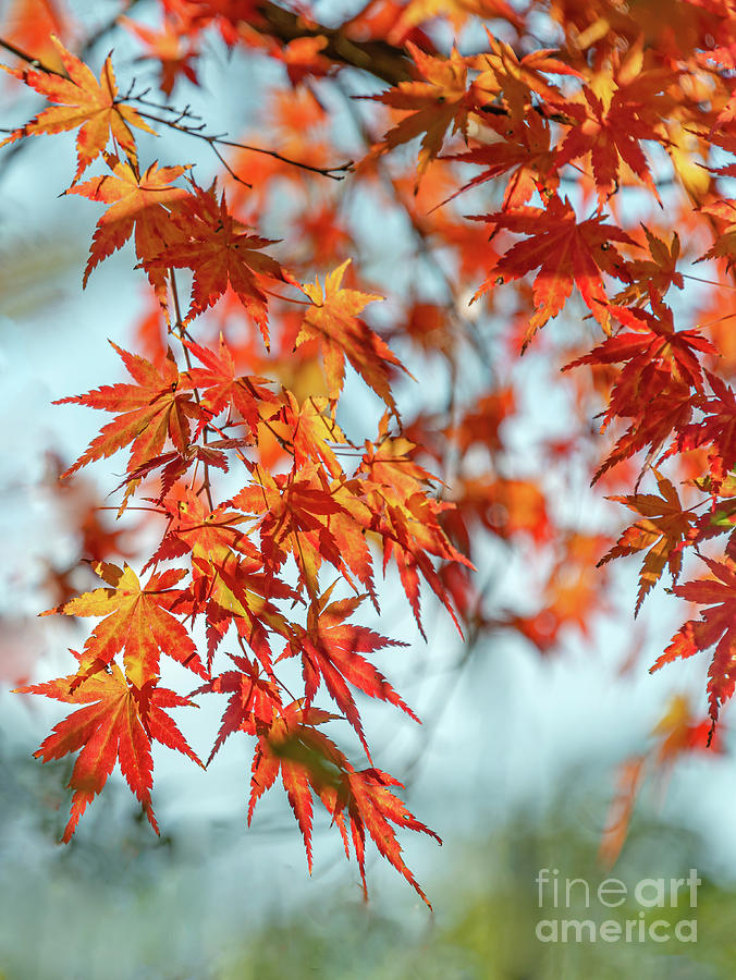Red maple tree leaves Photograph by Olaf Protze | Pixels