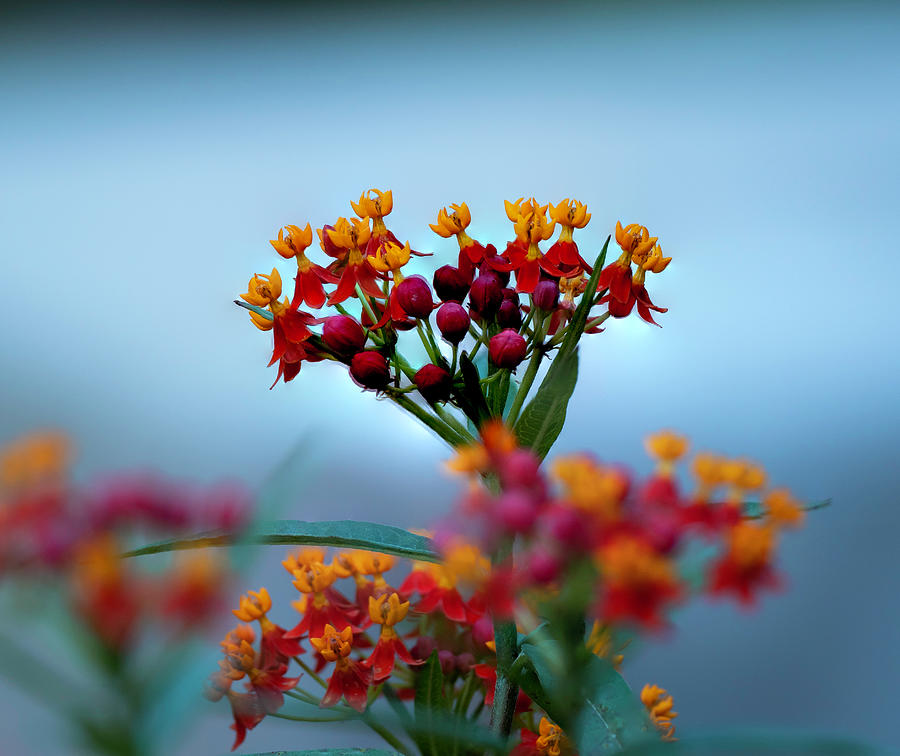 Red Milkweed Bloom Photograph by Steve Sisk - Fine Art America