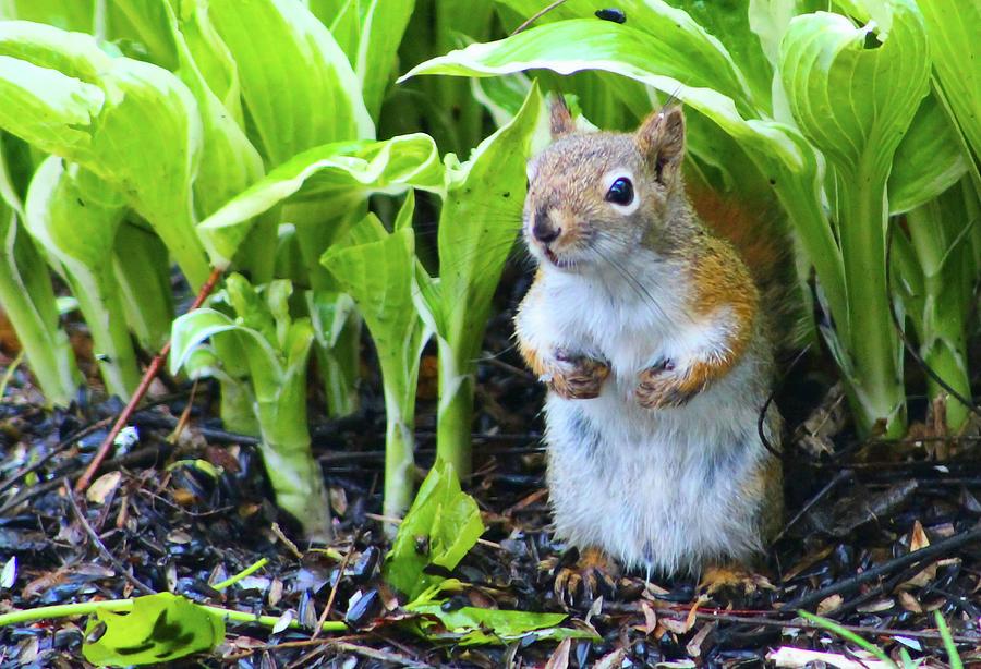 Red Rascal Photograph by Daniel Hendricks - Fine Art America