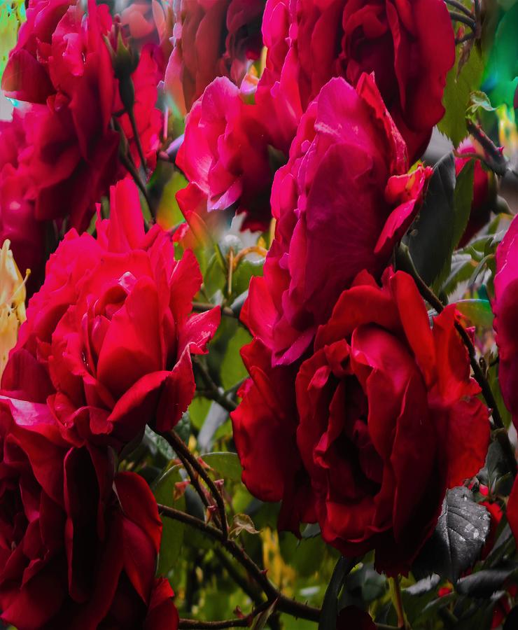 Red roses Photograph by Marcel Woingue-Dagrou - Fine Art America