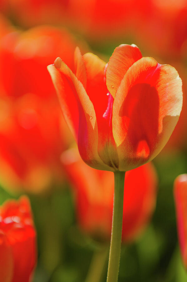 Red Ruby Photograph by Josh Spengler - Fine Art America