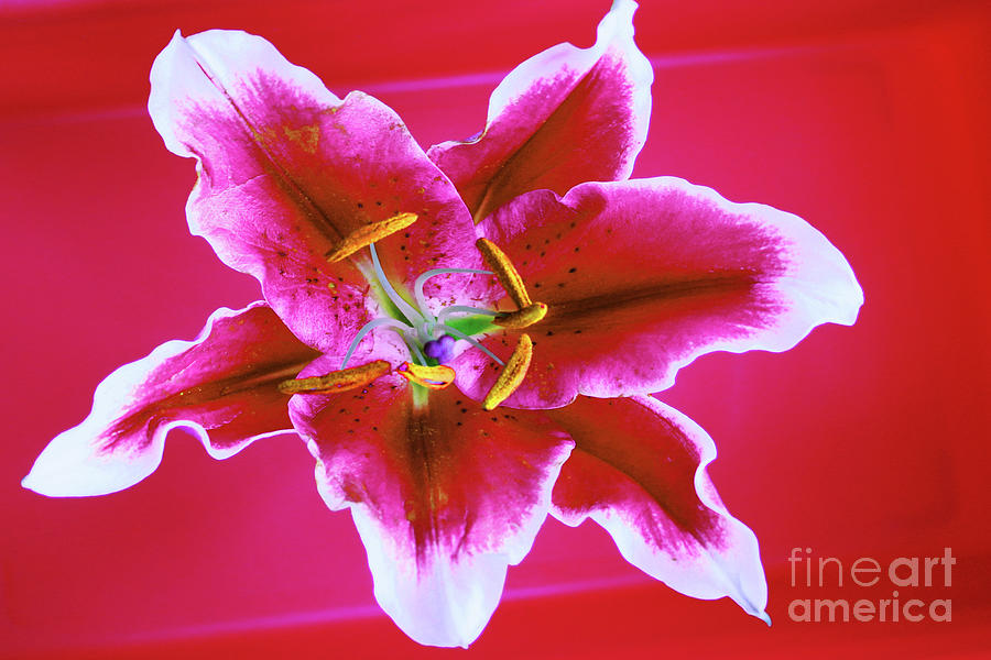 Red, Ruby Red Photograph by Michael May - Fine Art America