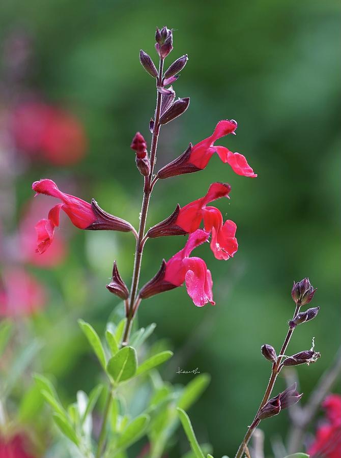 Red Salvia Photograph by Katie He - Fine Art America