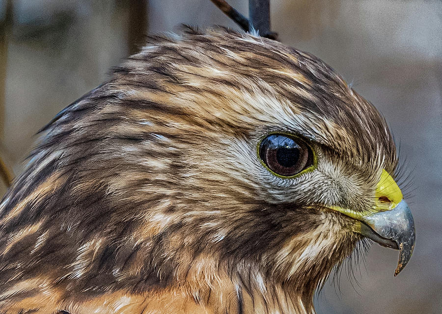 Red Shoulder Hawk Closeup Photograph by Brian Shoemaker - Fine Art America