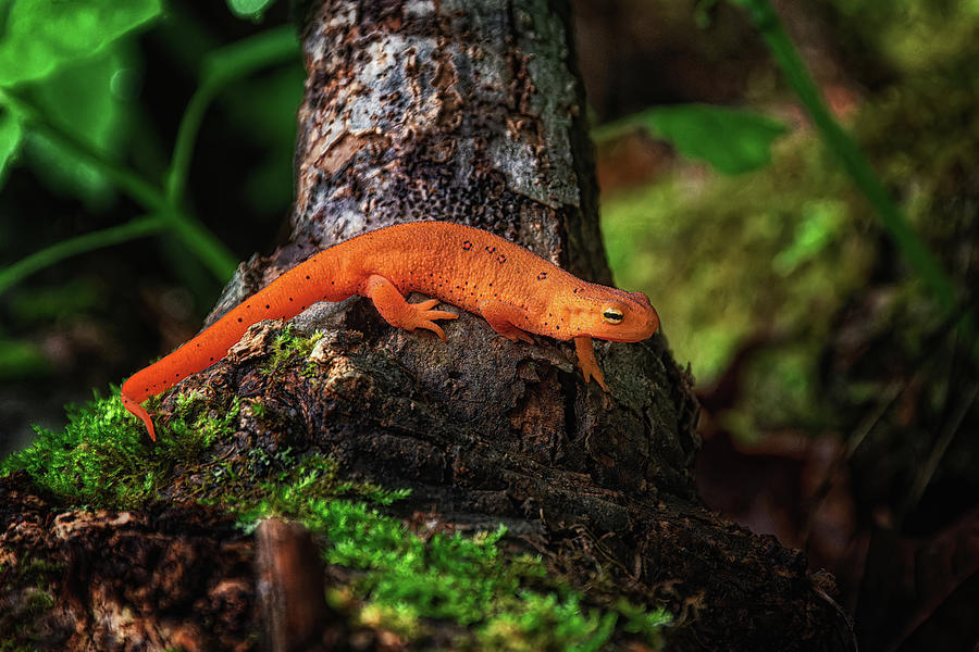 Red Spotted Newt Photograph by Chester Wiker | Fine Art America