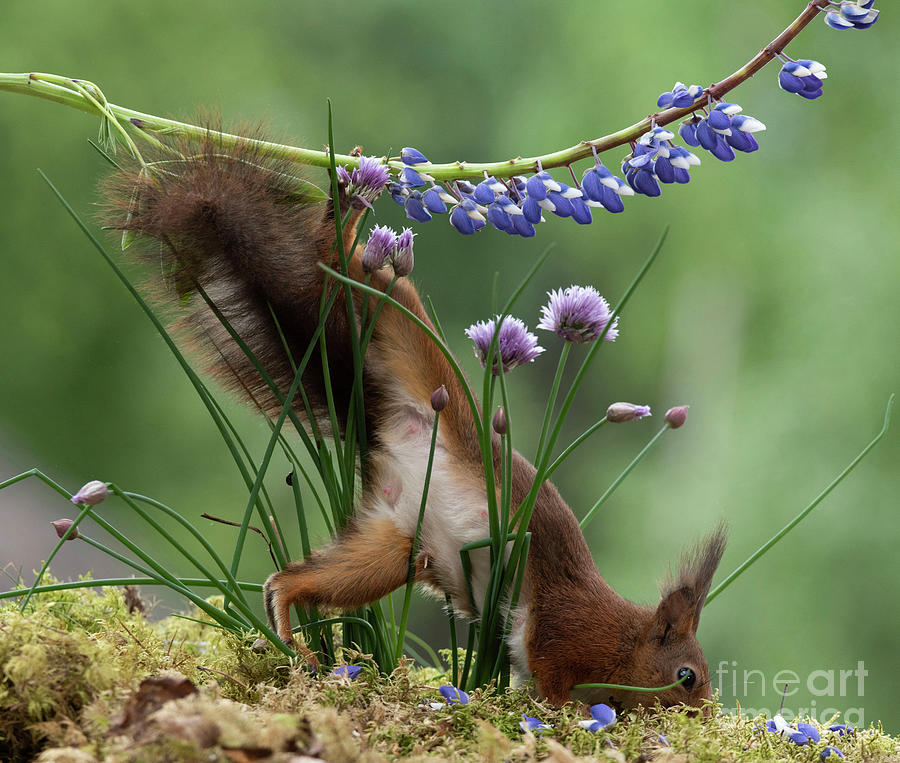 Red Squirrel Falling Down From A Lupine Photograph by Geert Weggen - Pixels