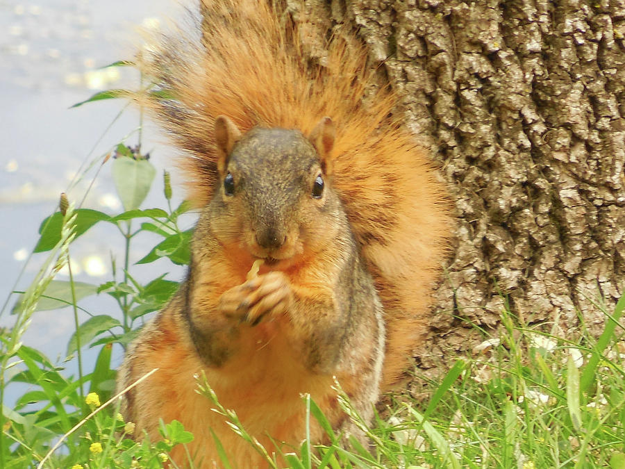 Red Squirrel Snacking Photograph by Robert Tubesing - Fine Art America
