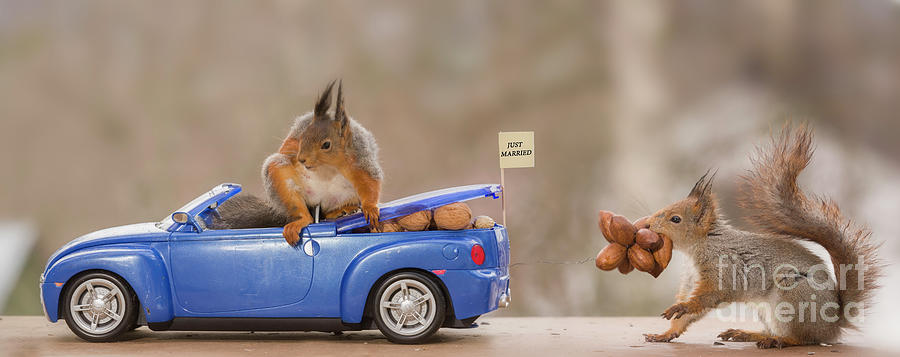 Red Squirrels In A Car With Nuts Photograph by Geert Weggen - Pixels