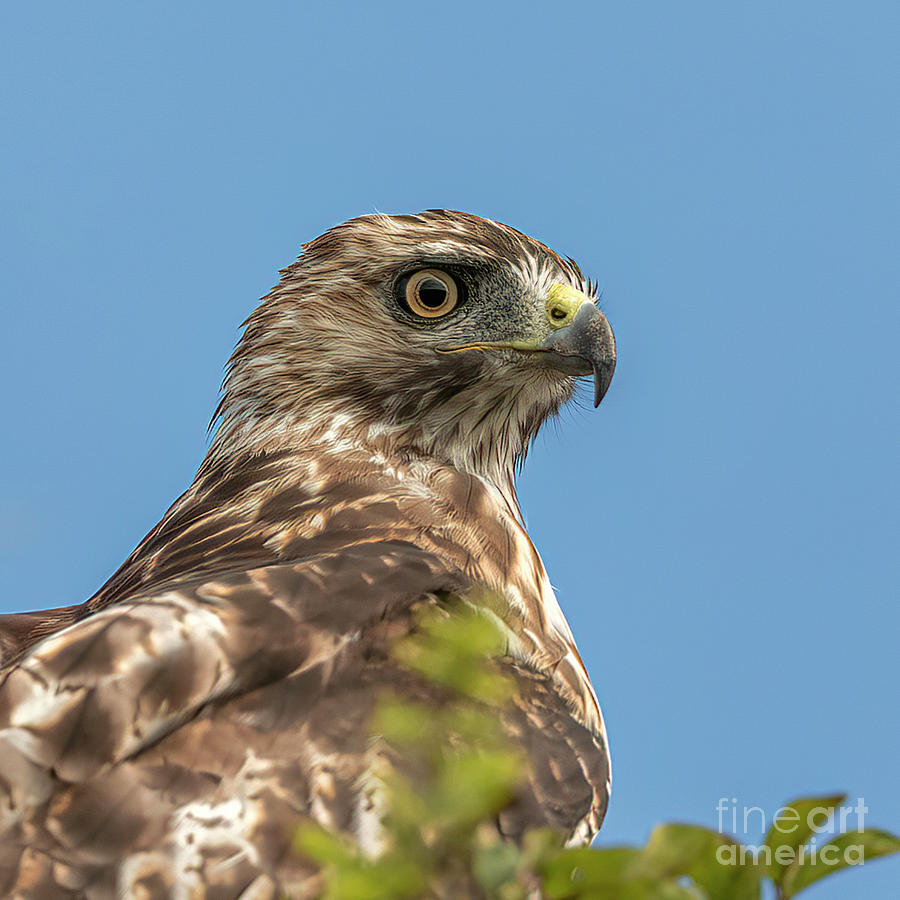 Red Tail Hawk Portrait Photograph by Al Martinez - Fine Art America