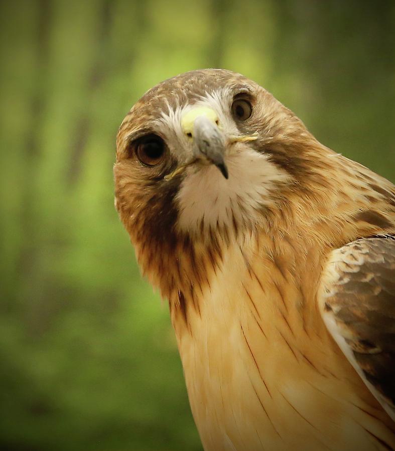 Red Tail Hawk Photograph by Tom Zugschwert - Fine Art America