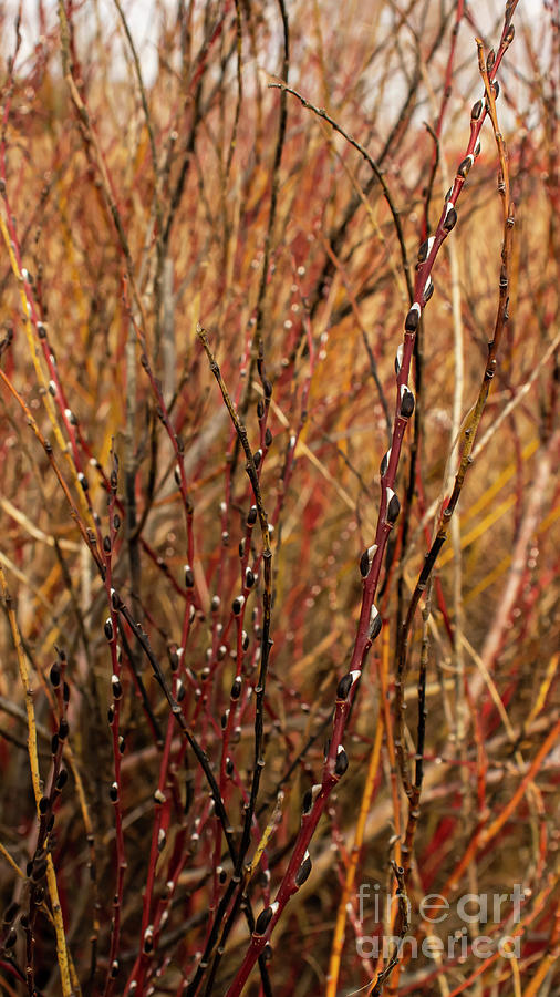 Red Willow Photograph by Stephen Thomas - Fine Art America
