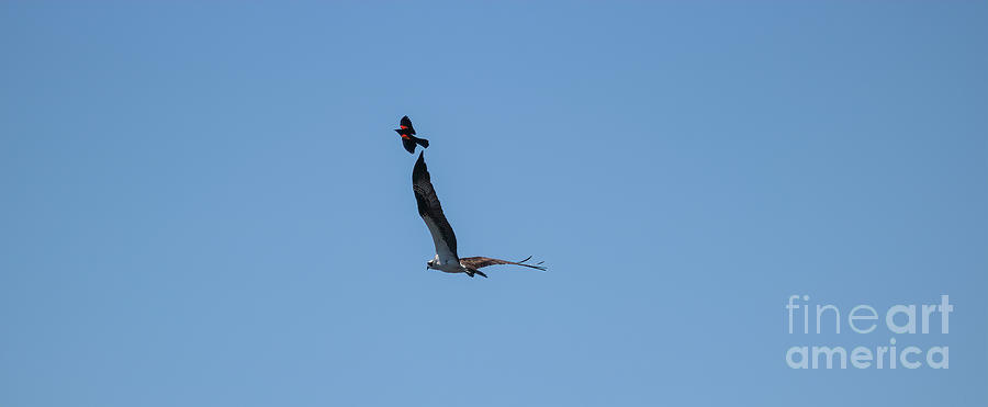 Red-Winged Blackbird Fly Alongside An Osprey Photograph by Felix Lai ...
