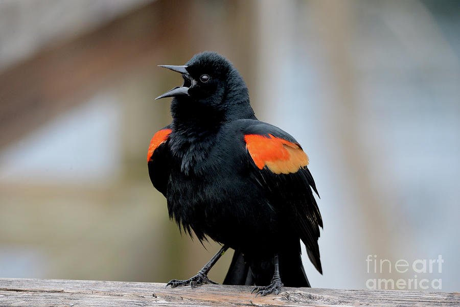 Red Winged Blackbird Mating Call Photograph By Brian Walsh Fine Art America