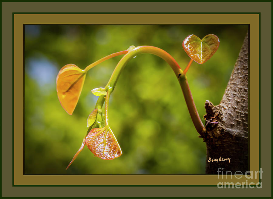 Redbud Sprout with Leaves Highlighted by the Sun With borders 16 X 22 ...