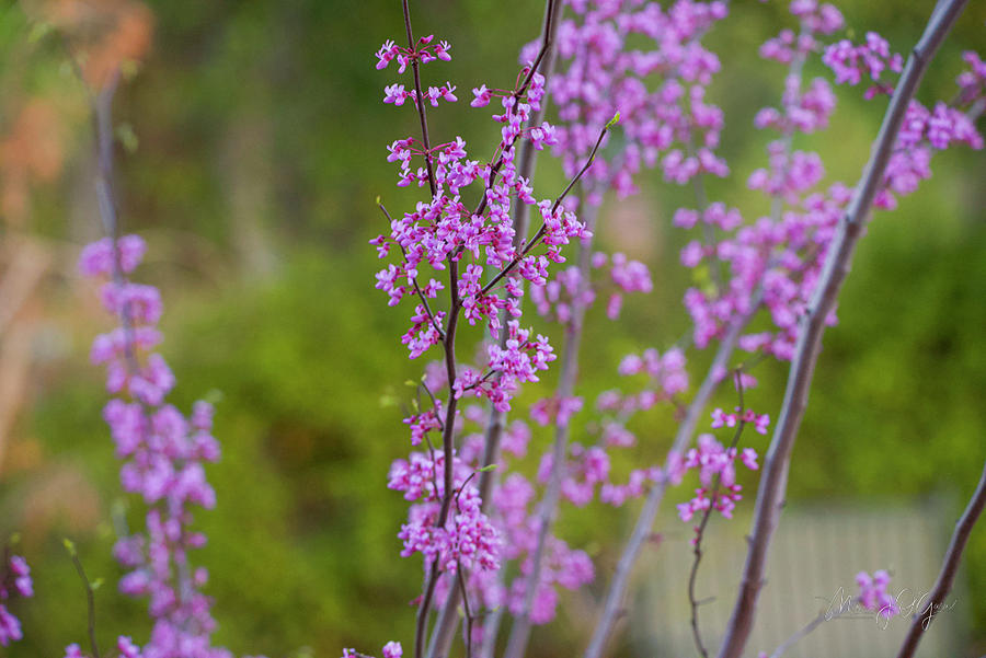 Redbuds in Spring Photograph by Melissa OGara - Fine Art America