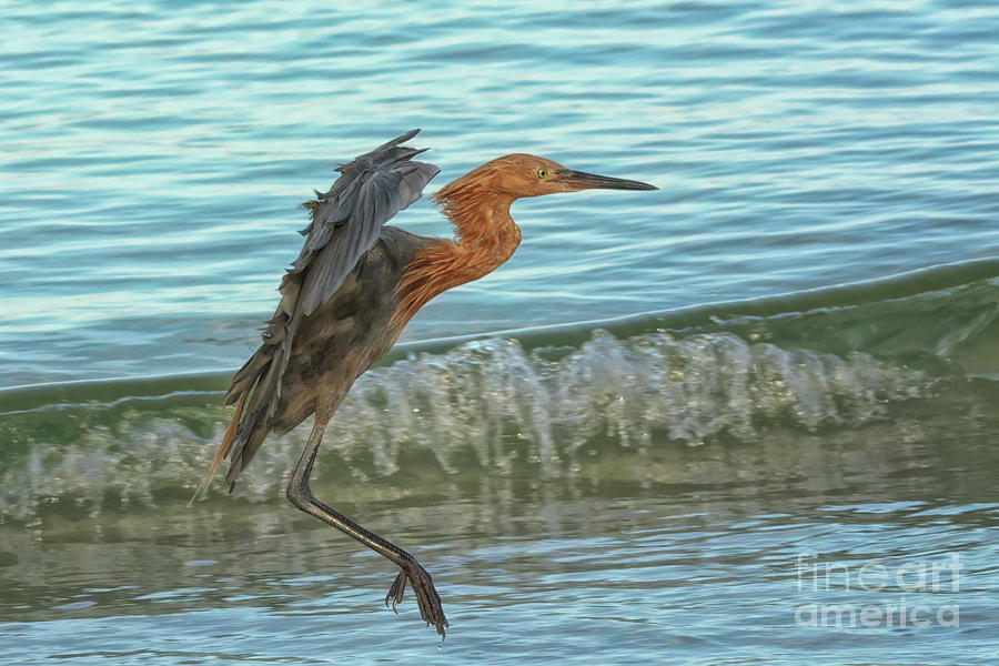 Reddish Egret At The Surf 1856 Photograph By Marvin Reinhart Fine