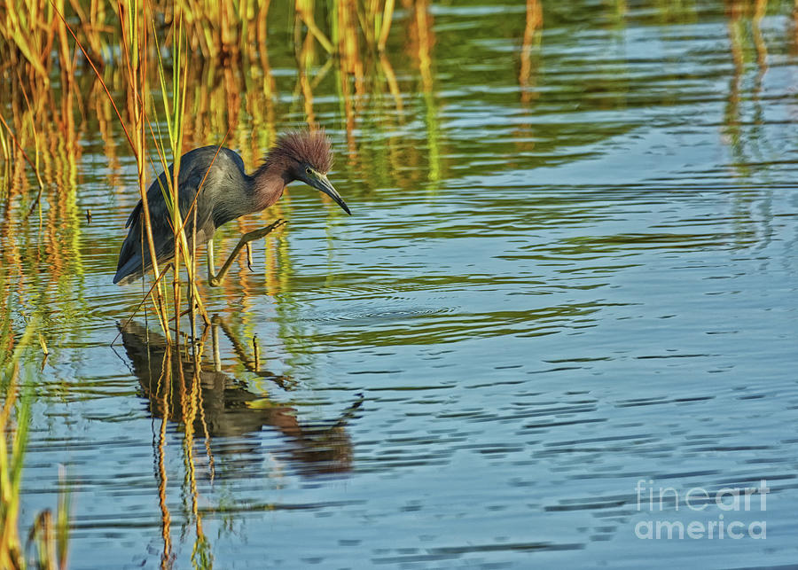 Reddish Egret Hunting 8861 Photograph By Marvin Reinhart