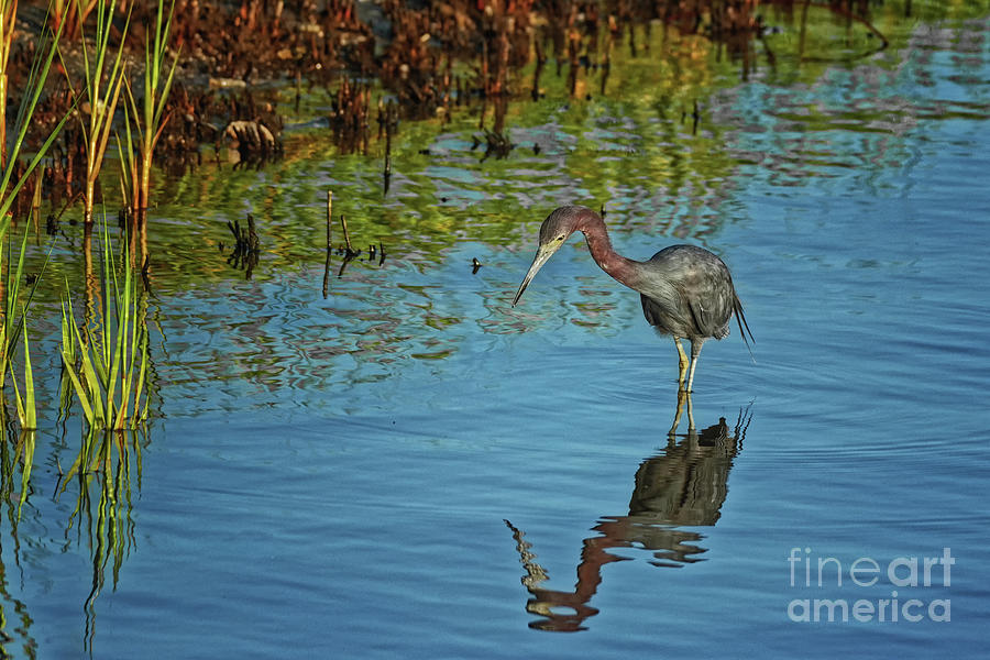Reddish Egret Hunting 8903 Photograph By Marvin Reinhart Fine Art
