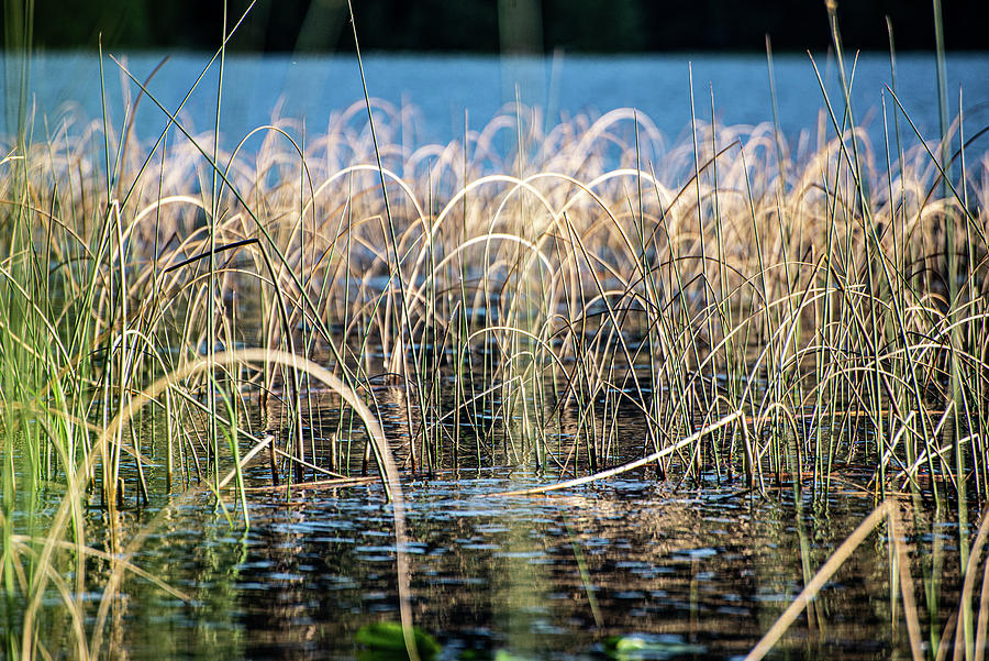 Reed Patterns Photograph by Jeff George - Fine Art America
