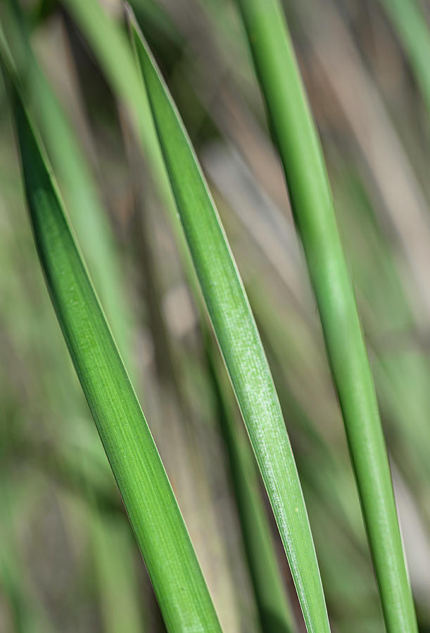 Reeds Photograph by Karen Rispin | Fine Art America