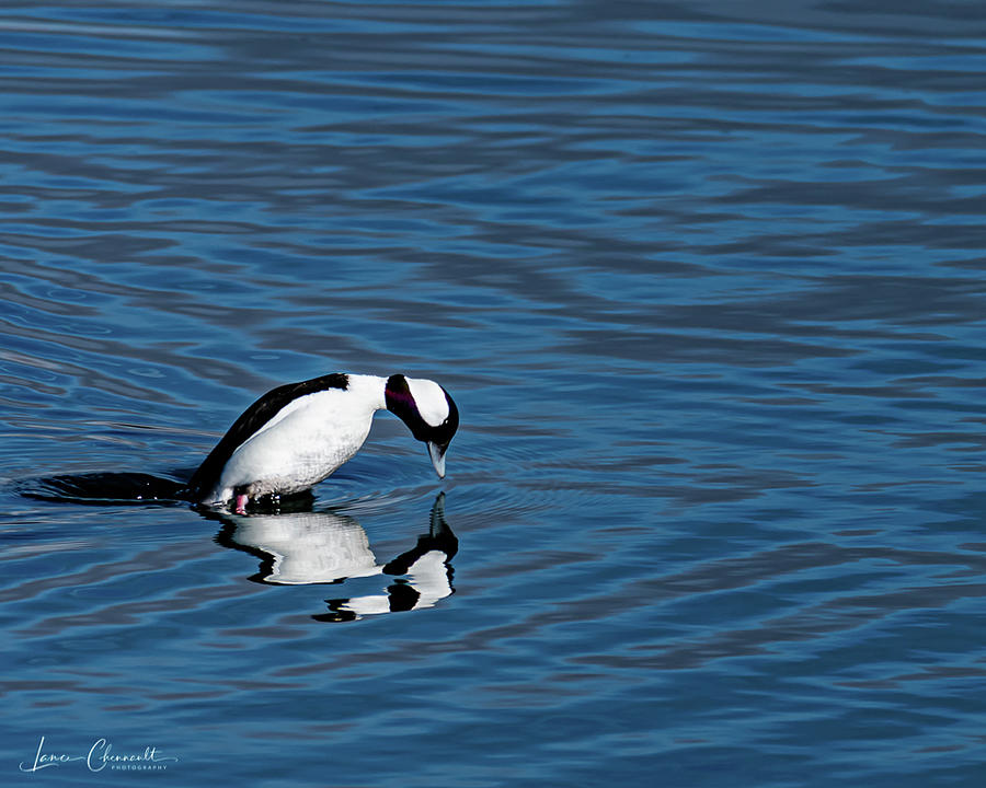 Reflection Photograph by Lance Chennault - Fine Art America