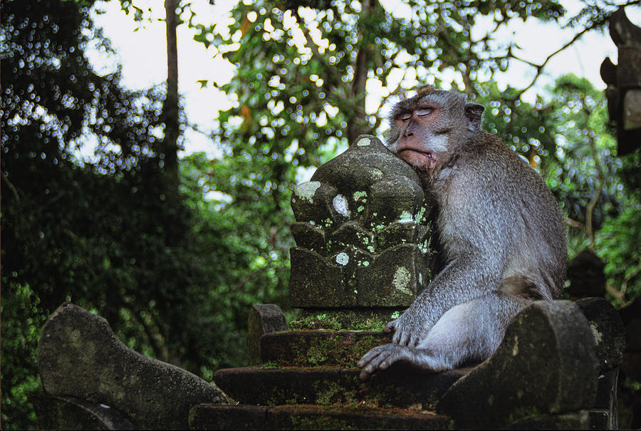 Religious monkey rest Photograph by Alfredo Garza - Fine Art America