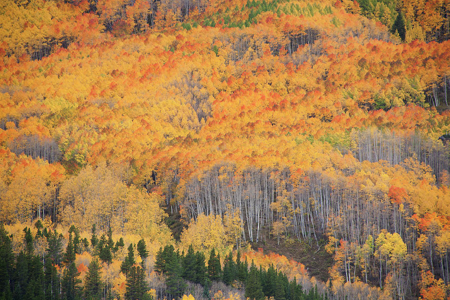 Repeating Patterns Photograph by Morris McClung - Fine Art America
