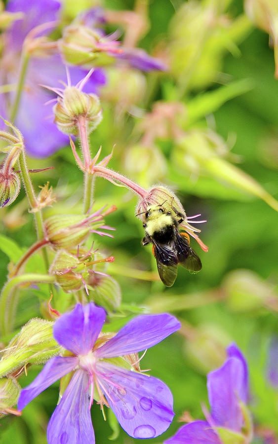 Resting Bee Photograph by Long Tran - Fine Art America
