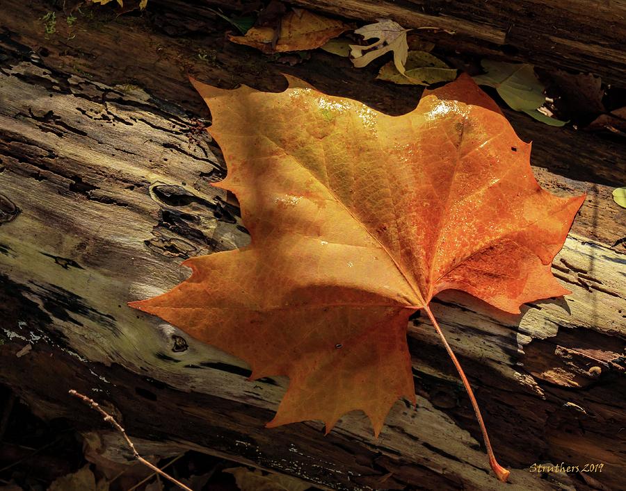 Resting Leaf Photograph by Steve Struthers - Fine Art America