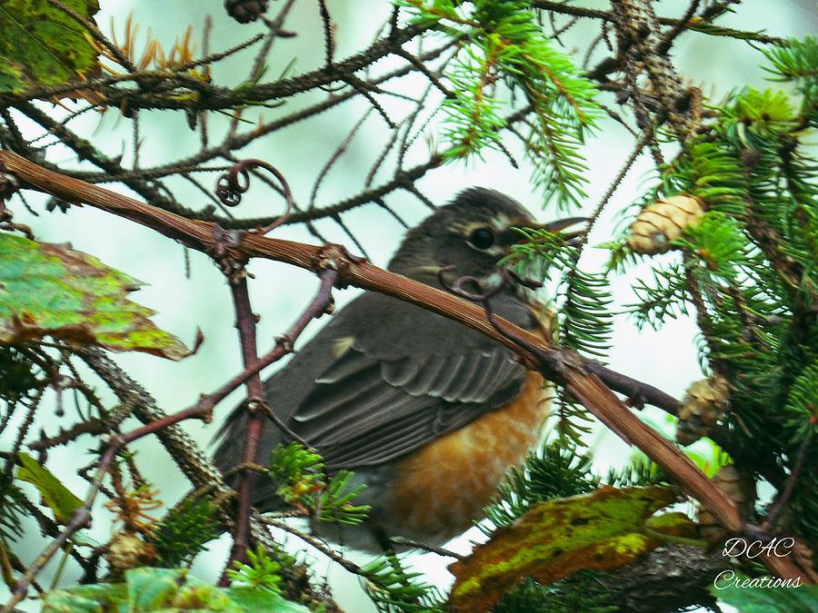 Resting Robin Photograph by Dorothy Clarke - Fine Art America