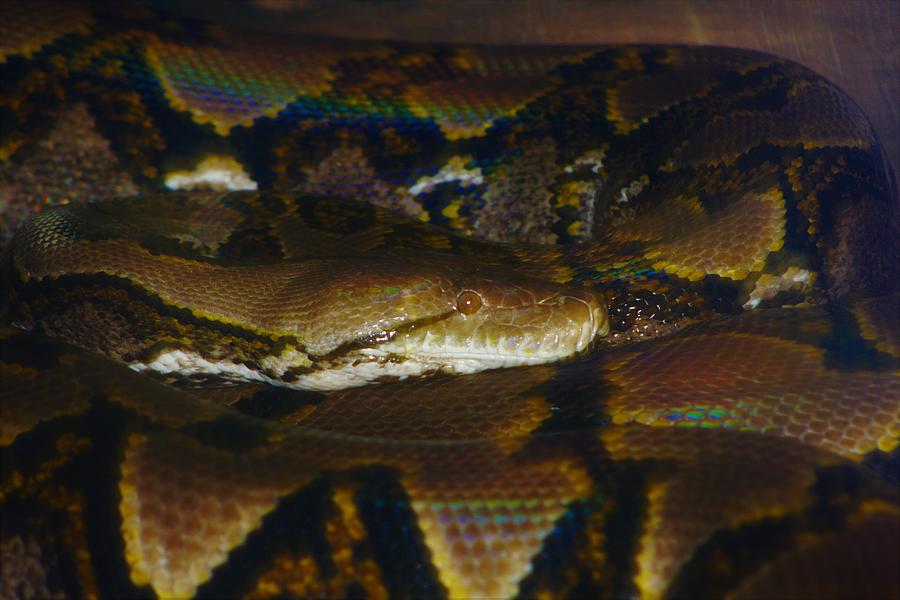 Reticulated Python Photograph by Brittney Powers - Pixels