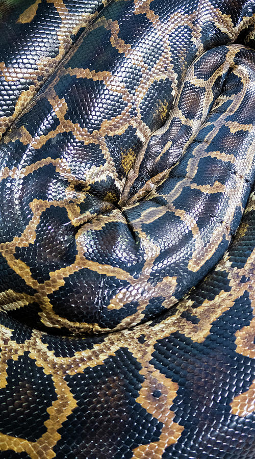 Reticulated Python in the Philippines Photograph by Rob Downer | Pixels