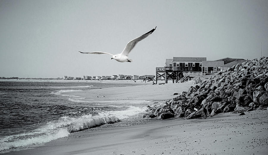 Rhode Island Gull Digital Art by Janet Argenta - Fine Art America
