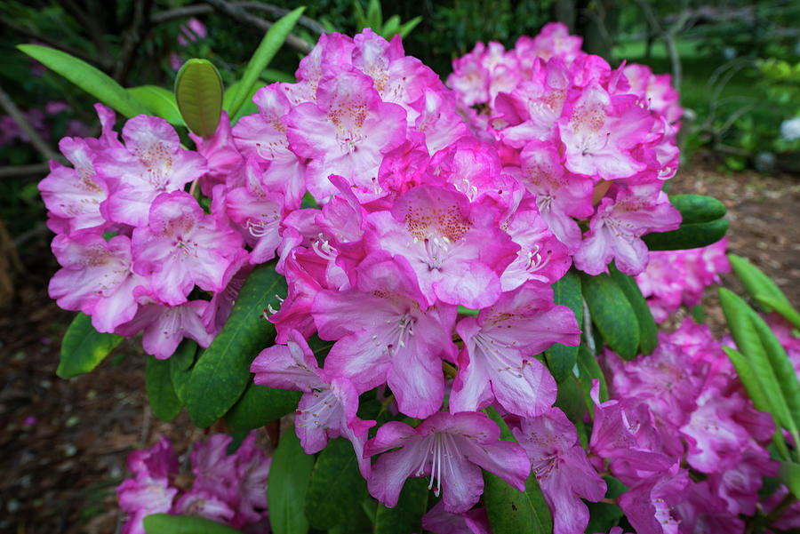 Rhododendron Photograph by David Hook - Fine Art America