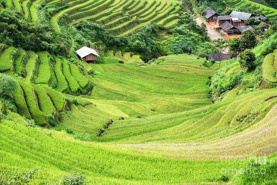 Rice field on terraced with tribe village Photograph by Thanayu ...