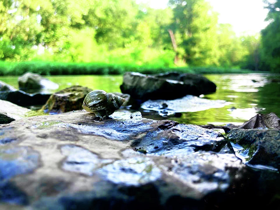 River Shell Photograph by Elizabeth Parsons - Pixels