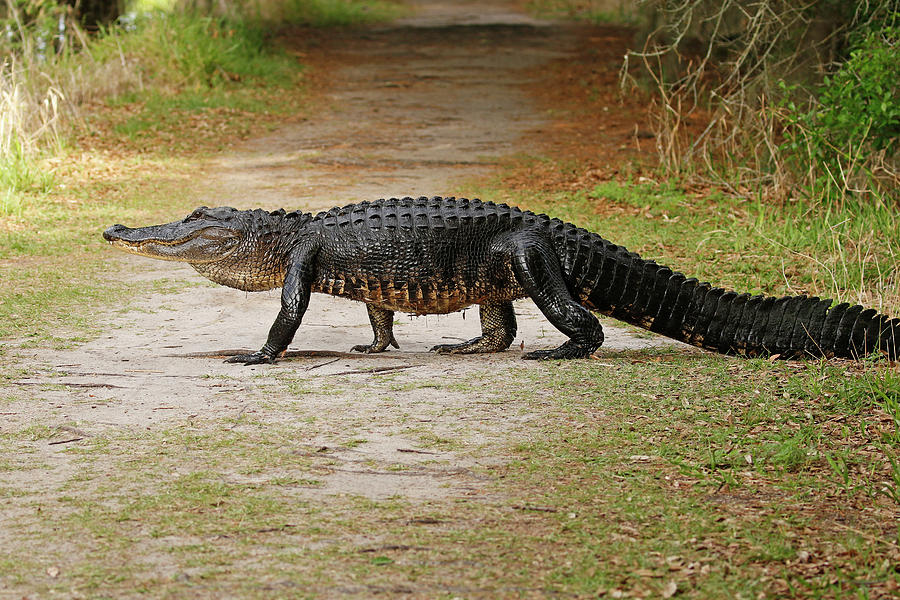 Road Block-Alligator Crossing Photograph by MaryJane Sesto - Fine Art ...