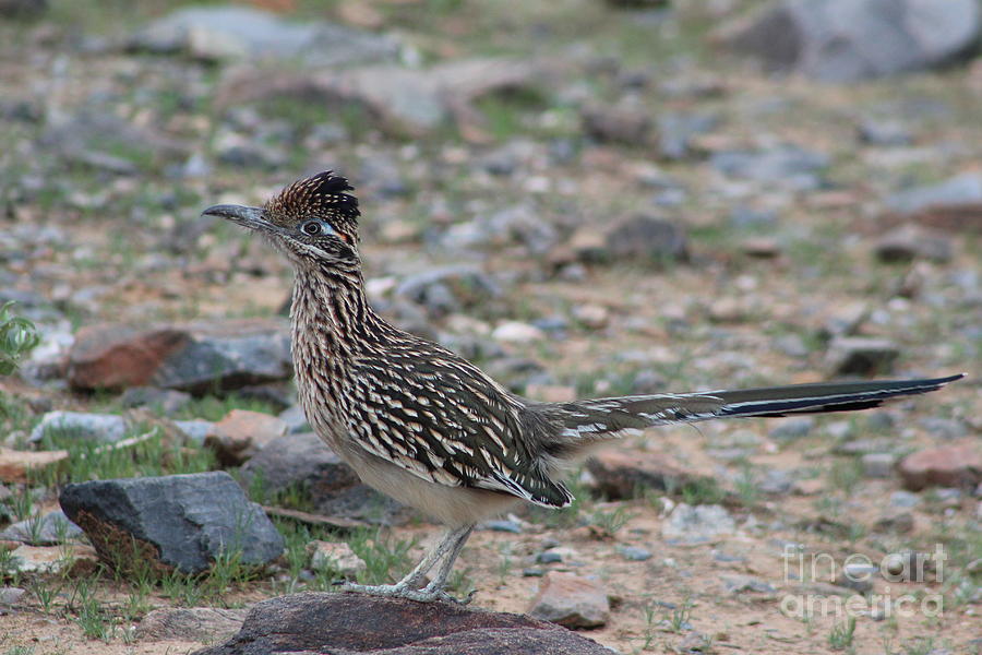 Road runner Photograph by Christopher Tateo - Fine Art America