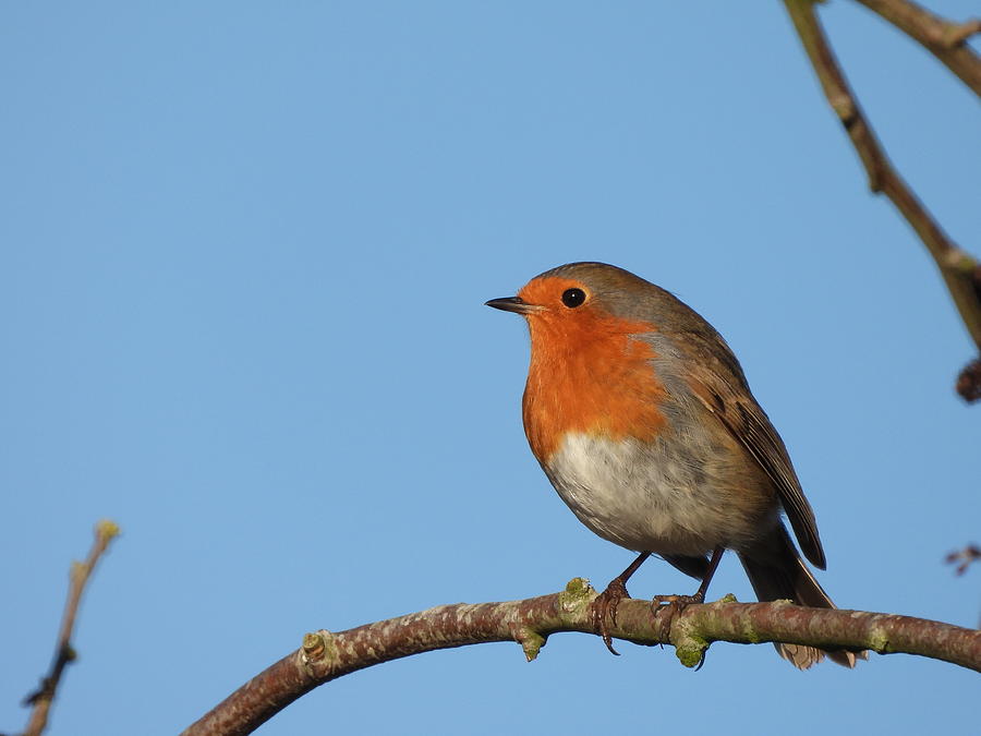 Robin Photograph by Kevin Thomas - Fine Art America