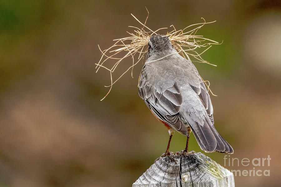 Robin with nesting straw Photograph by Richard Chasin - Pixels