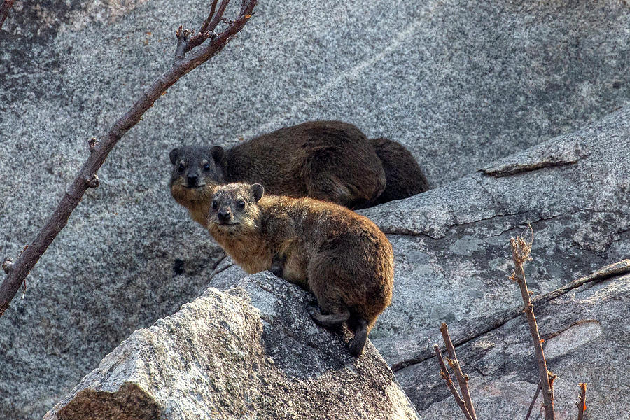 Rock Hyrax Photograph by John Haldane - Fine Art America Rock Hyrax Photograph by John Haldane - Fine Art America