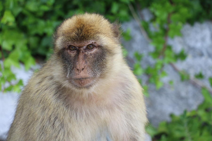 Rock of Gilbrator Barberry Monkey Photograph by Sandra Kent | Pixels