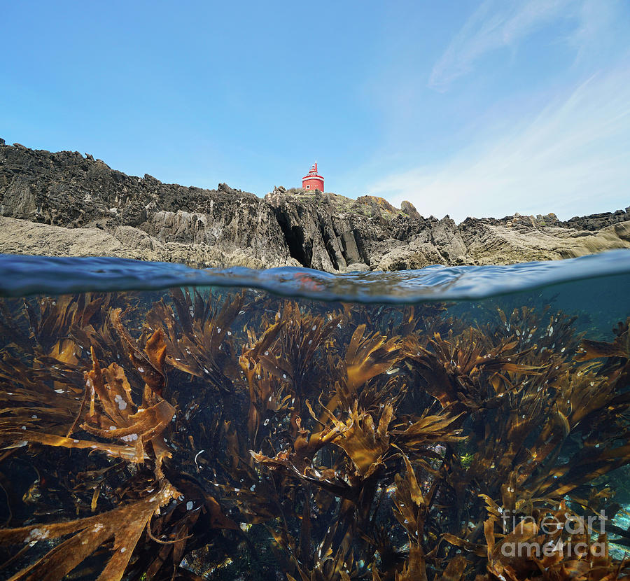 Rocky coast with a lighthouse and kelp underwater Atlantic ocean ...