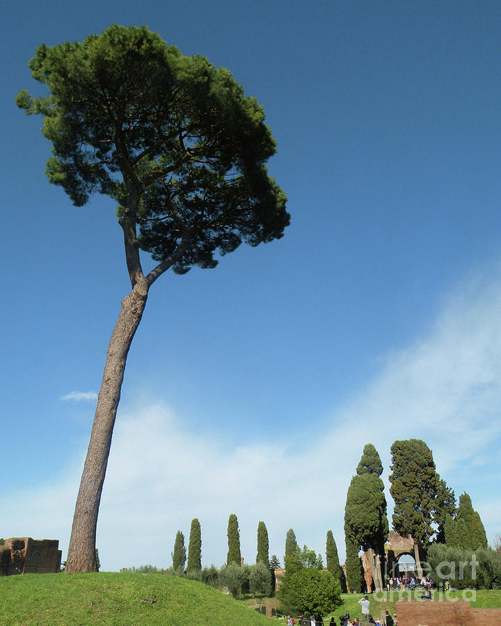 Roman Tree Photograph by Amy Johnson - Fine Art America