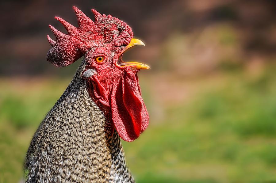 Rooster Call Photograph by David Berry - Fine Art America