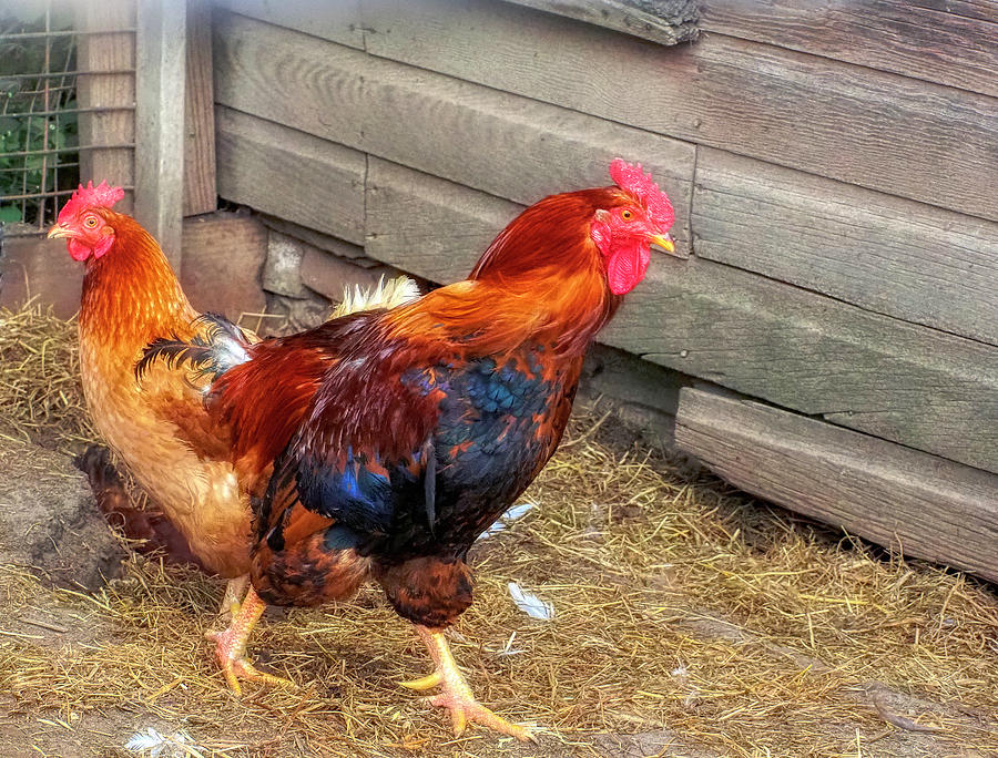 Rooster set 2of 3 Photograph by Kelly Larson - Fine Art America