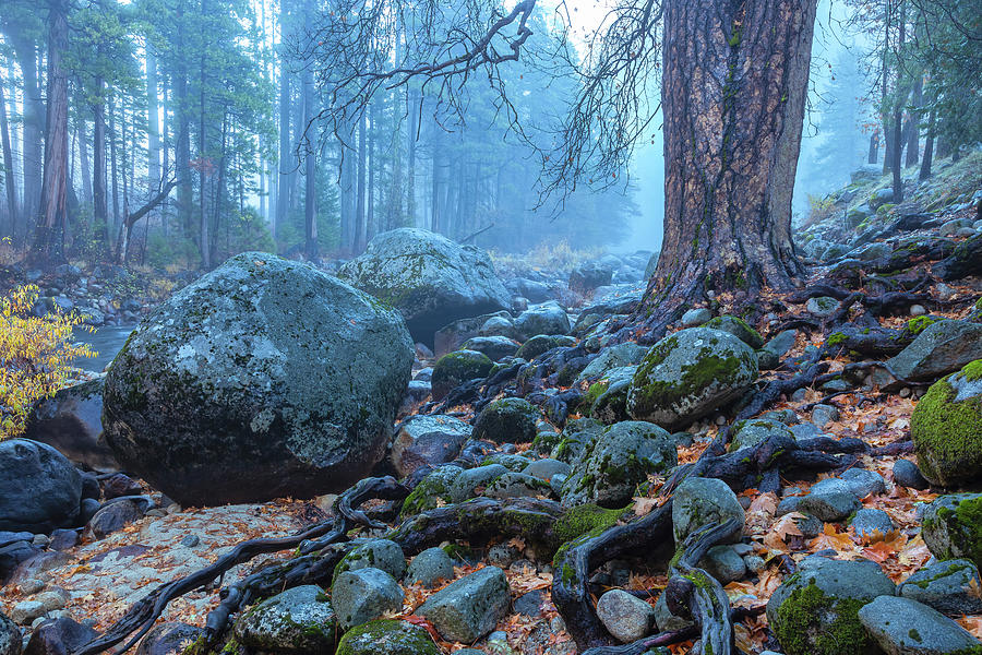 Root And Rocks Photograph by Jonathan Nguyen - Fine Art America