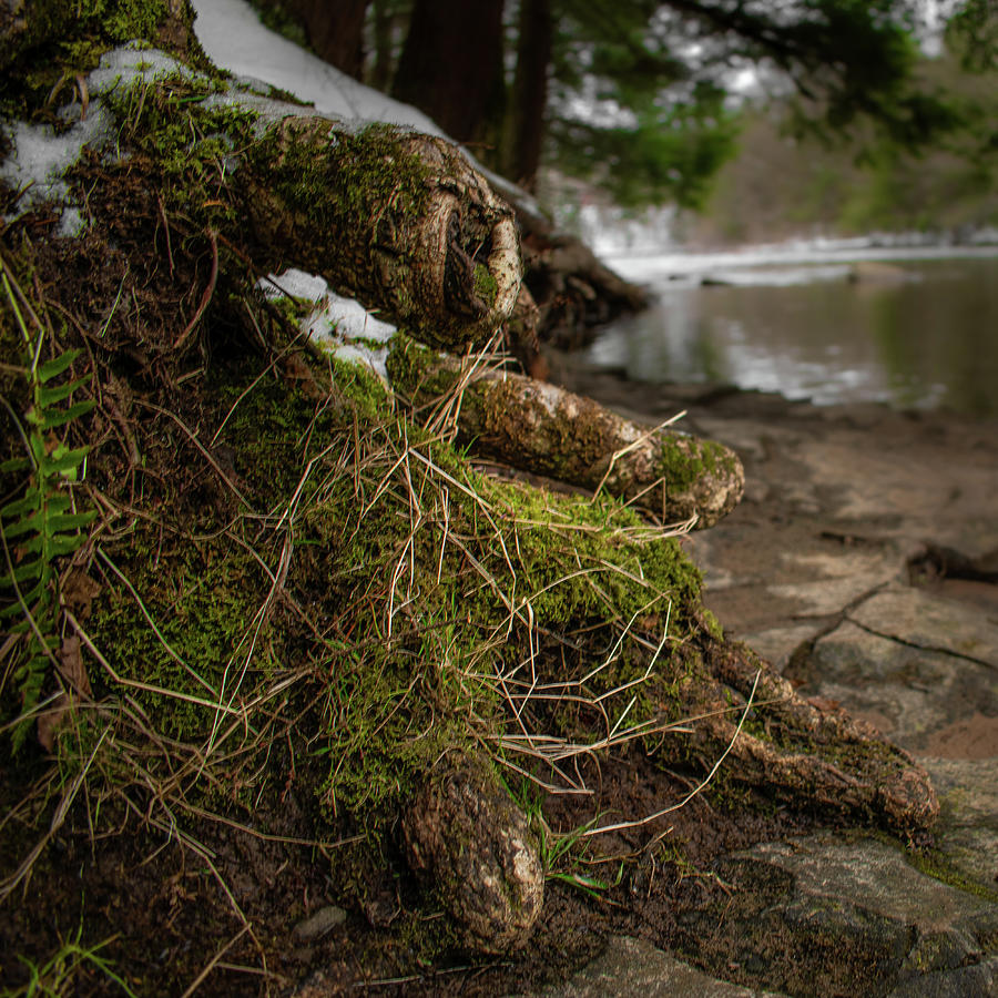 Root love Photograph by Josh Patch - Fine Art America