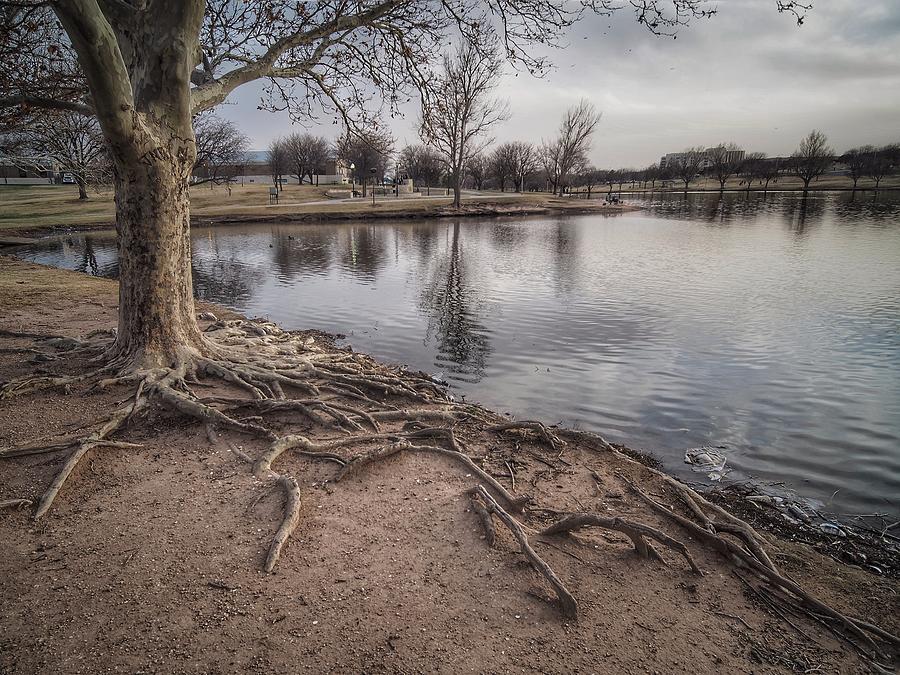 Root System Photograph by Buck Buchanan - Pixels