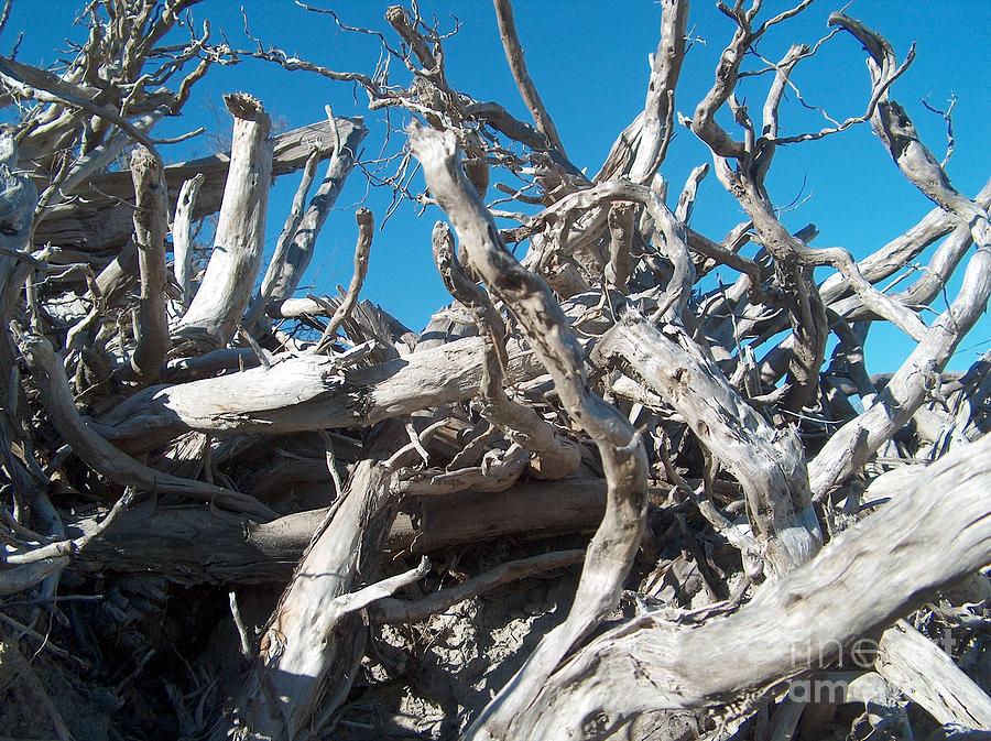 Root System of Giant White Cedar Tree Eight Photograph by Joney Jackson ...
